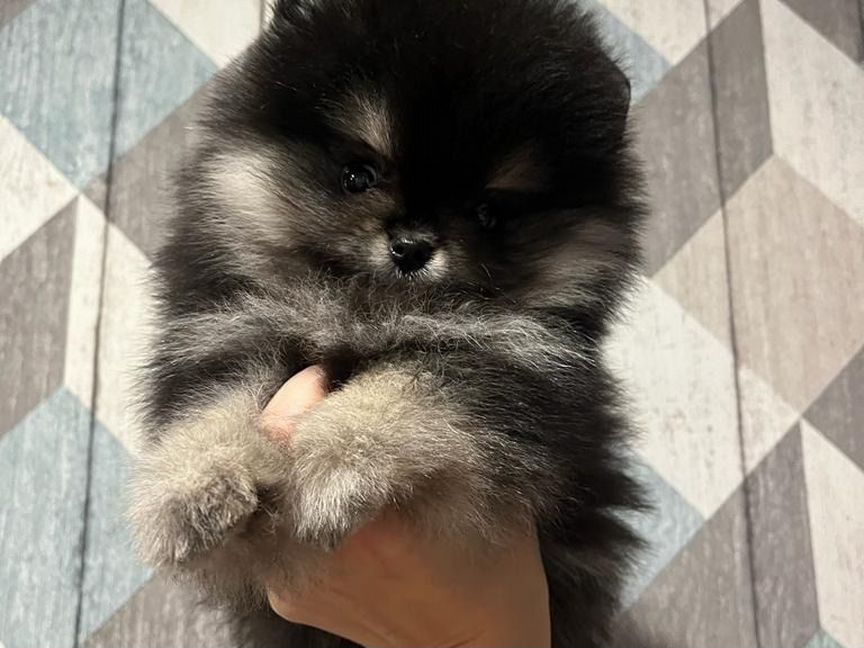 Померанский шпиц девочка