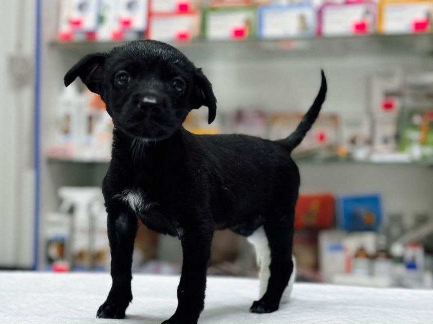 Щенок мальчик Рэм