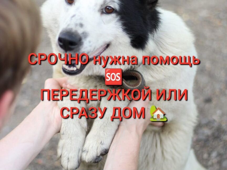 Собака в добрые руки