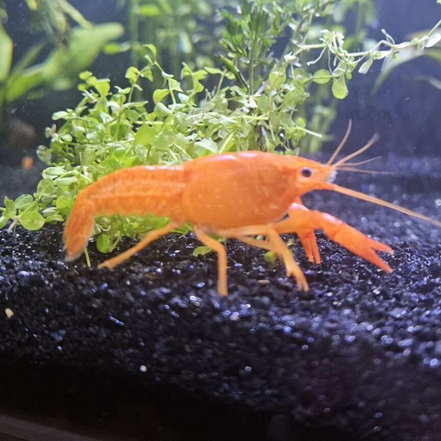 Аквариумные раки