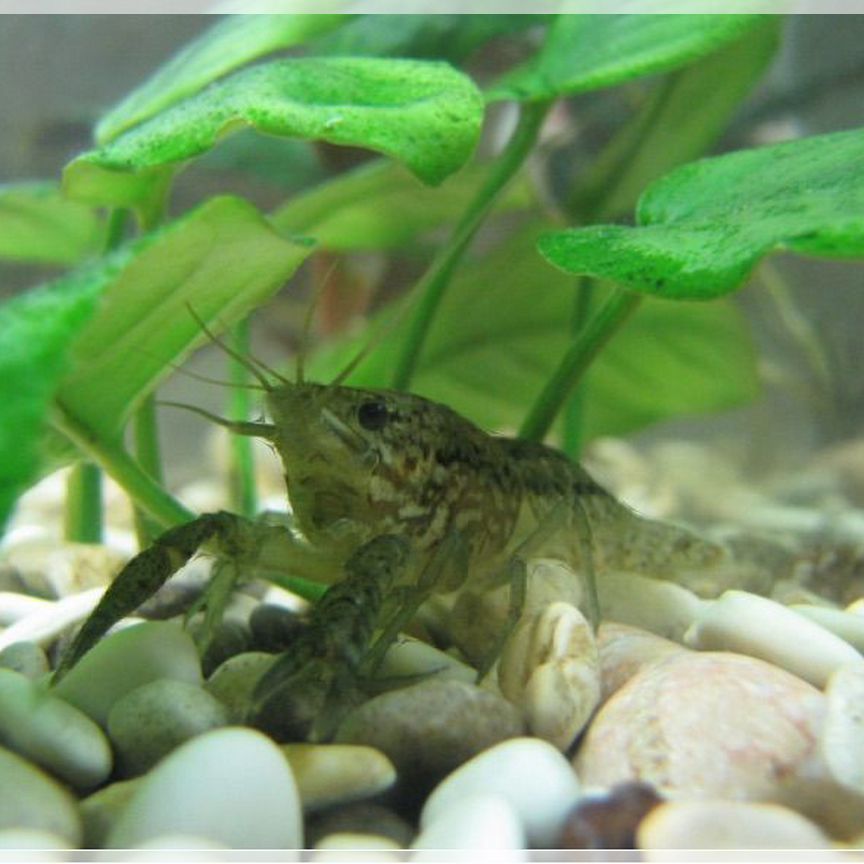 Карликовый разукрашеный рак