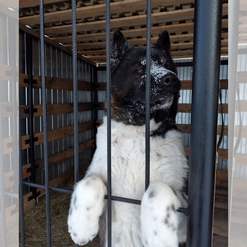 Американская акита вязка