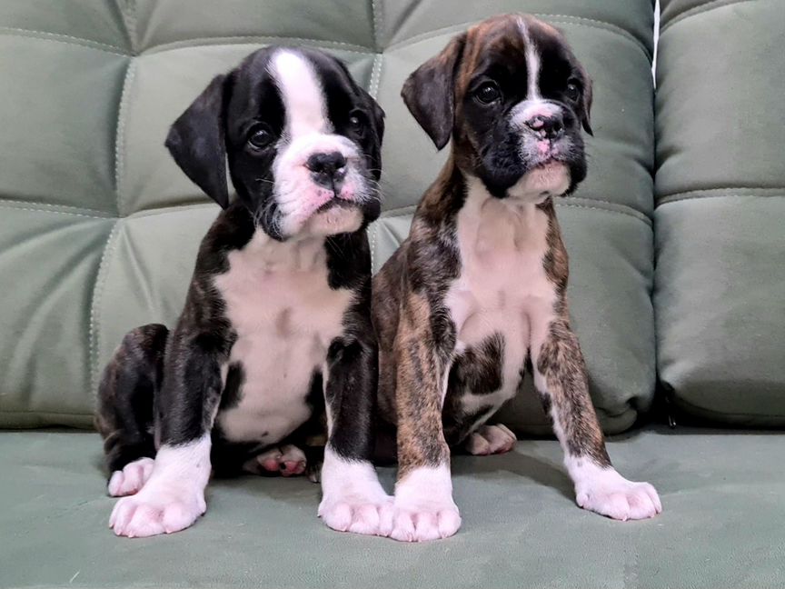 Боксерчики щенки