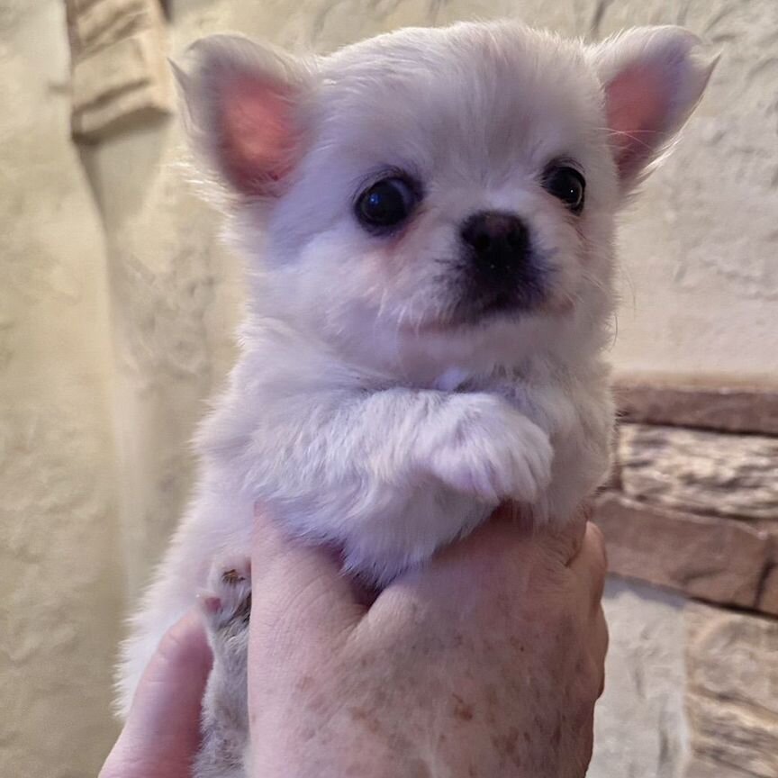 Малыш чихуахуа