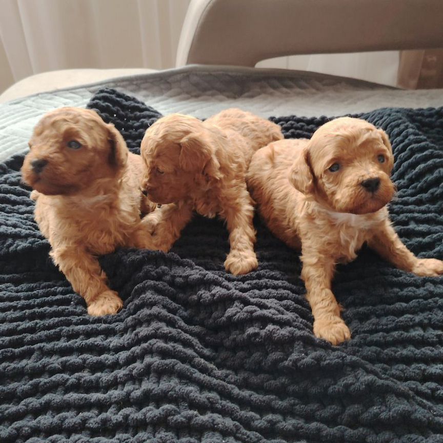 Той-пудель, щенок