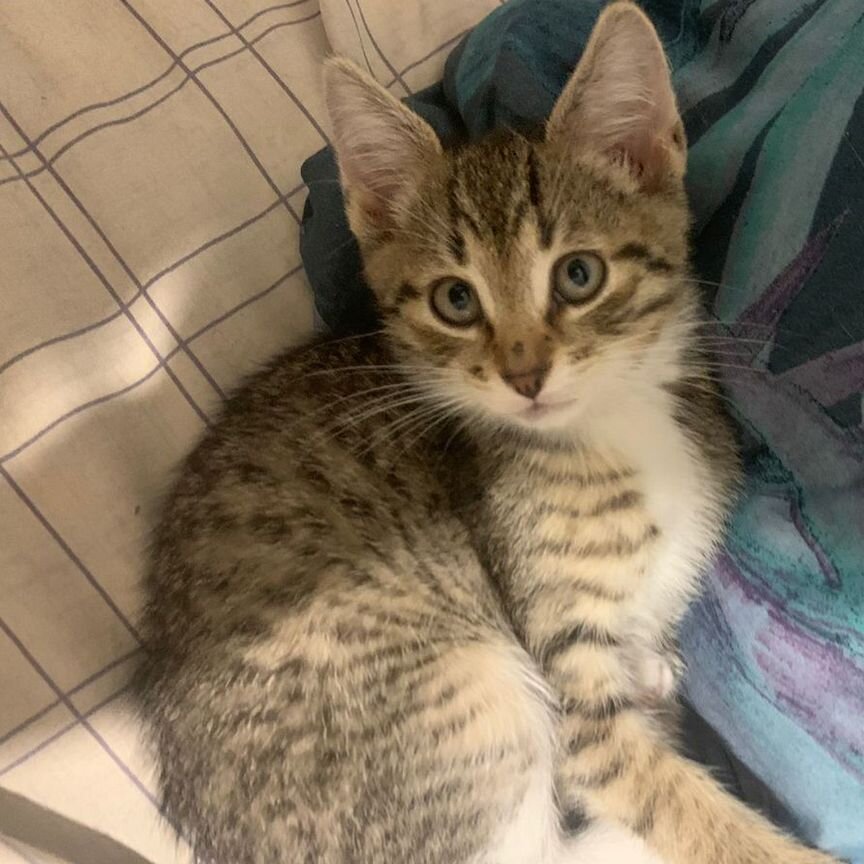 Котёнок, 2-3 месяца