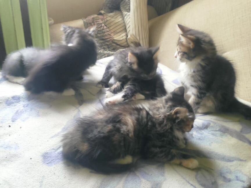 Котята в добрые руки 2,5 месяца