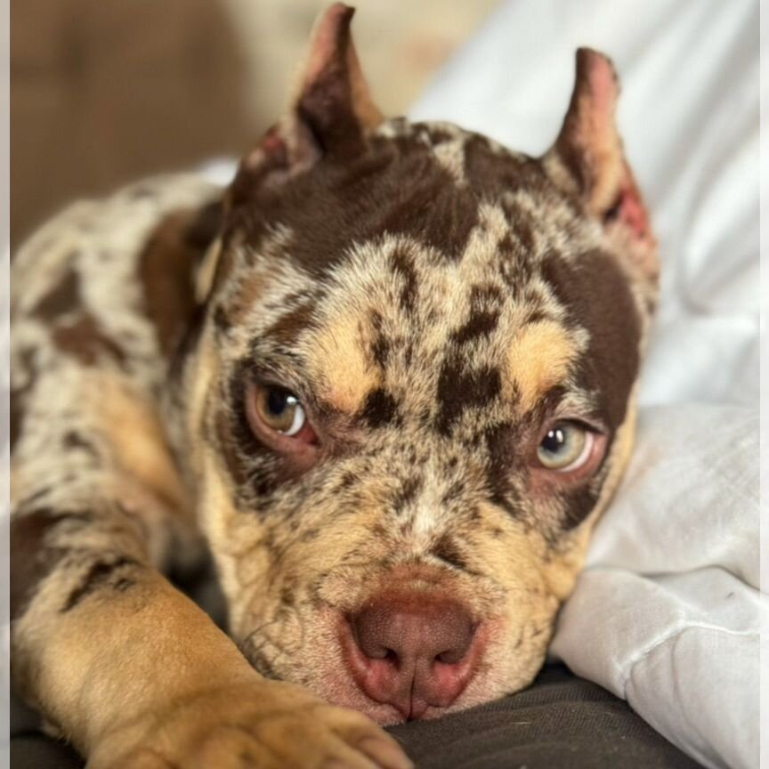 Американский булли, взрослая собака