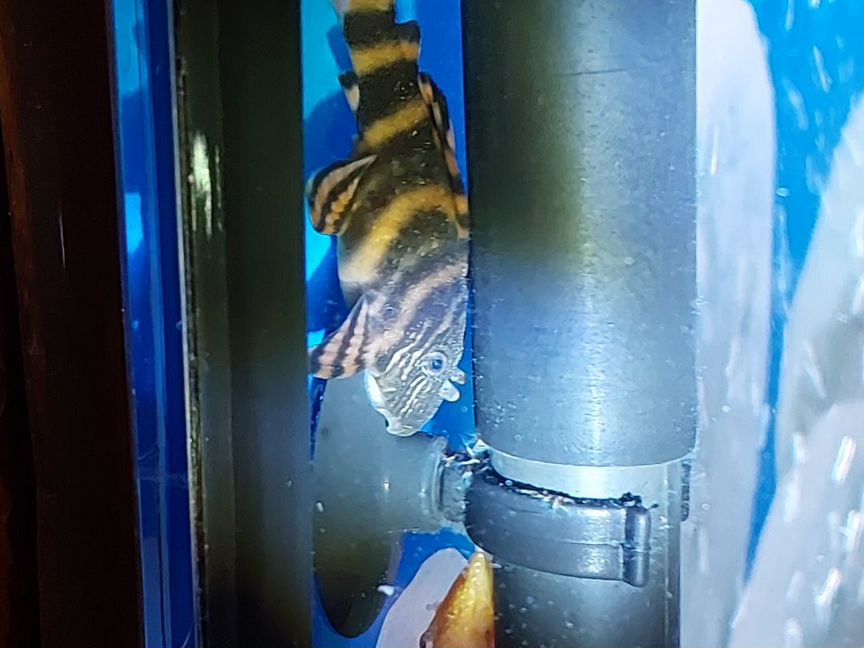 Сом L - 397 Красная Зебра