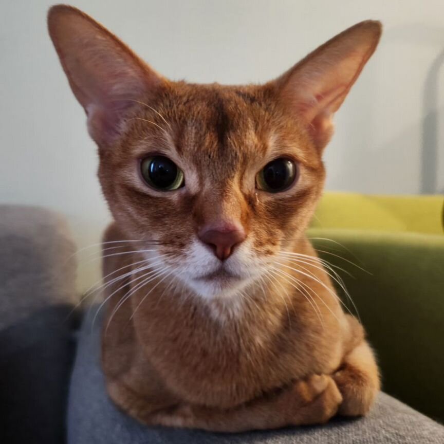 Абиссинская, взрослая кошка