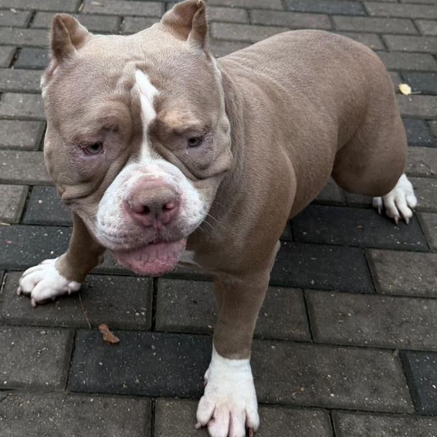Американский булли, щенок