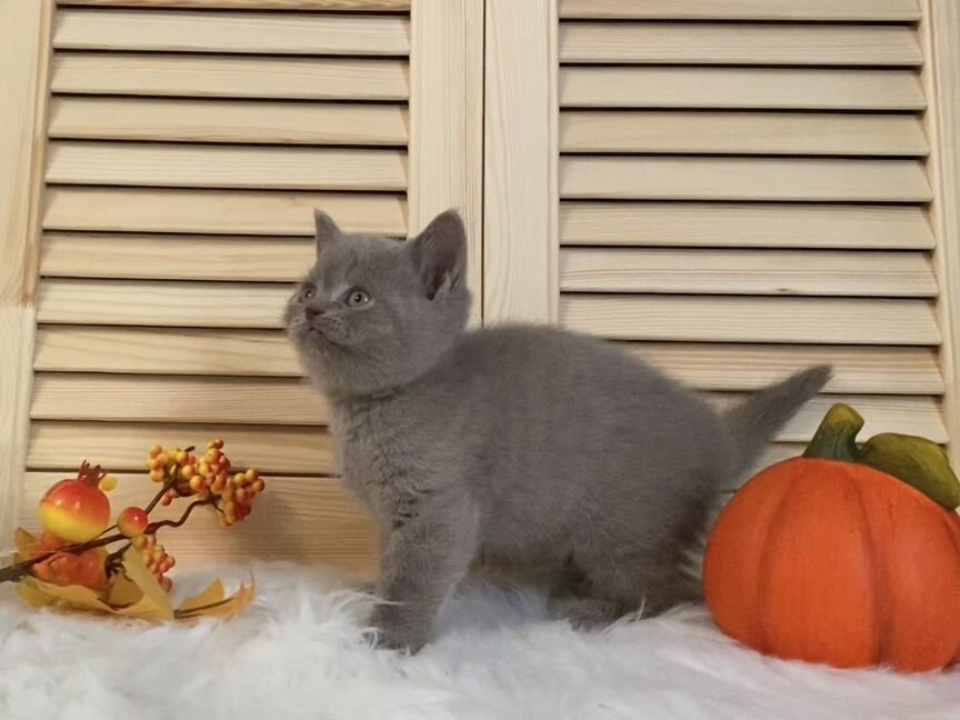 Британские котята