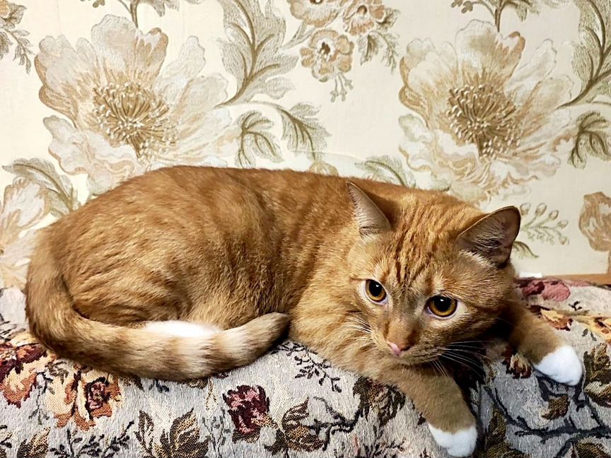 Котик Рамзес ищет дом