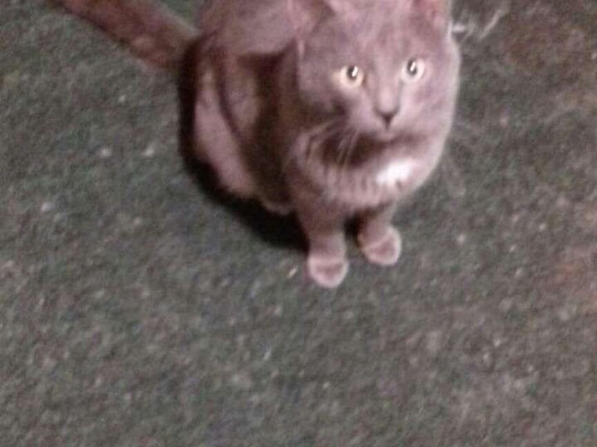 Кот потеряся