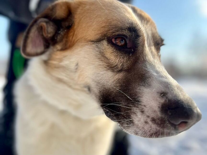 Красавица и умница Скарлет. Приют Некрасовка.В дар