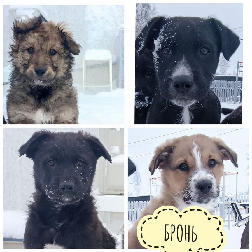 Чудесные щенки приносят удачу в Новый год