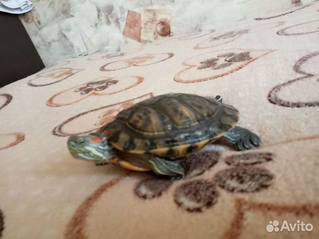 Красноухая черепаха