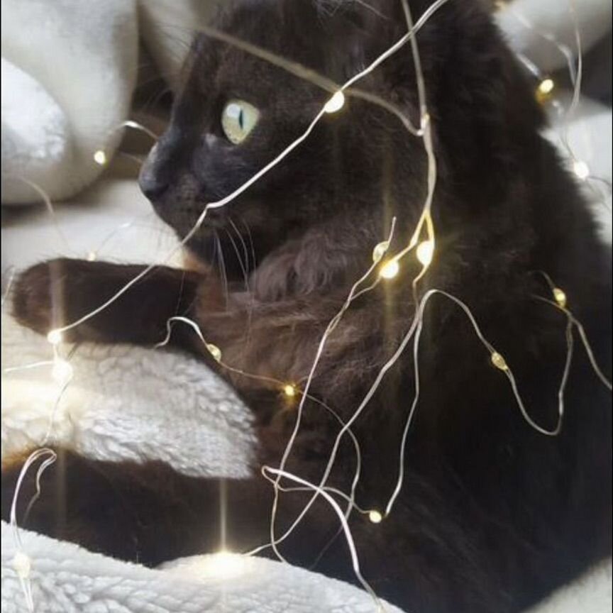 Котенок львенок в добрые руки