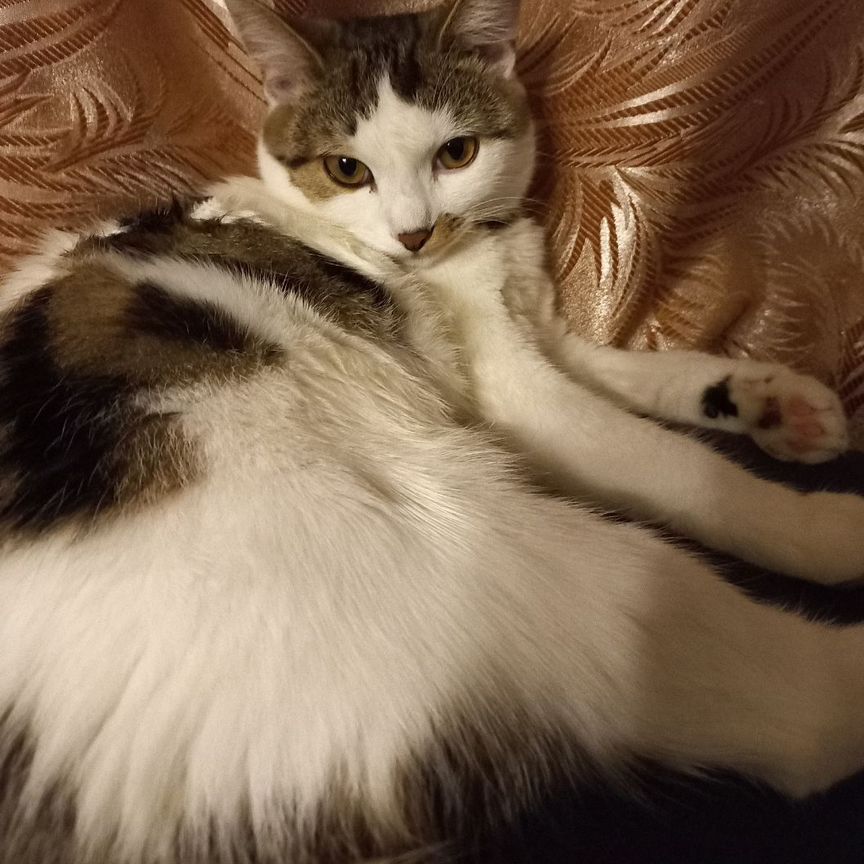 Красивая кошечка ищет котика