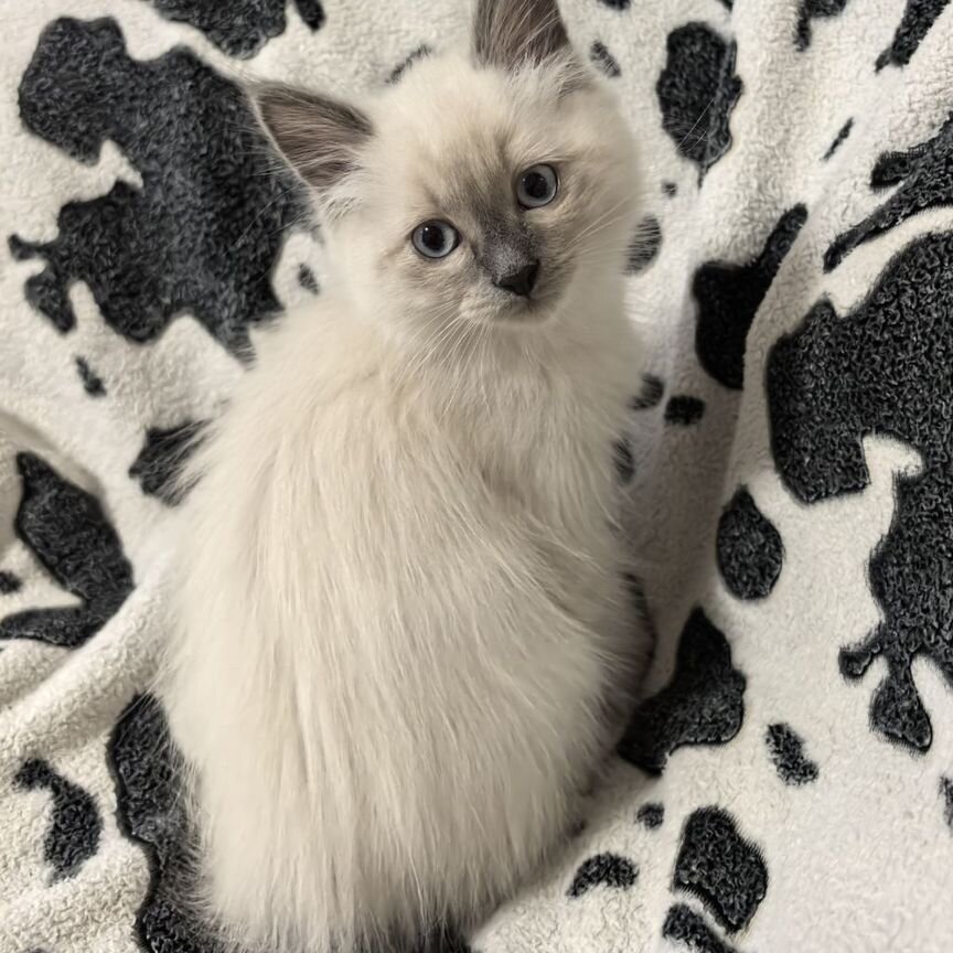 Невский маскарадный котёнок