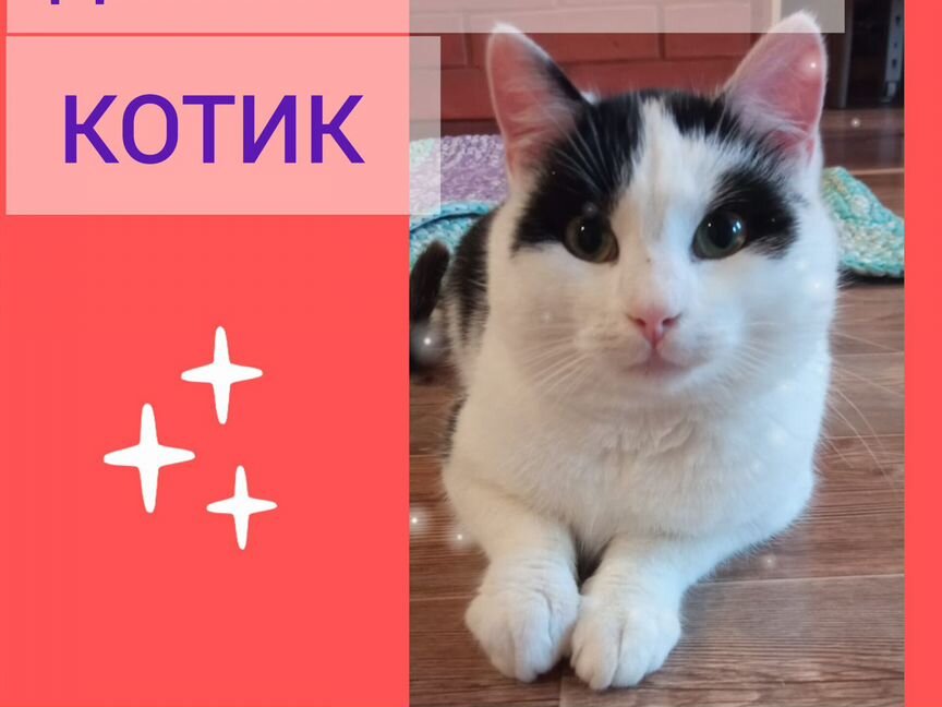 Дрессированный котик. Котенок Кошка Кошечка