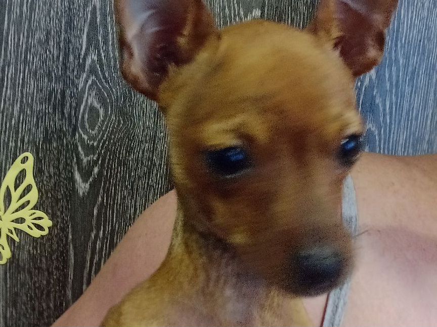 Минитойчик