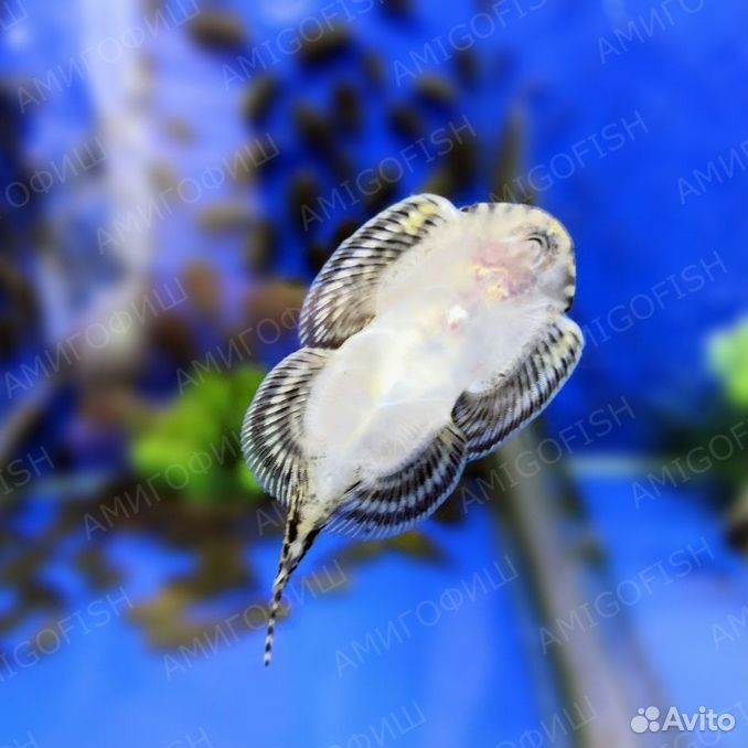 Севелия Псевдоскат (Sewellia lineolata)