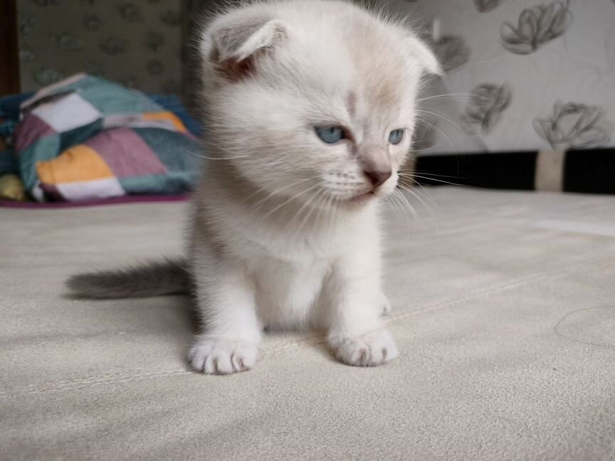 Прекрасный вислоухий котик