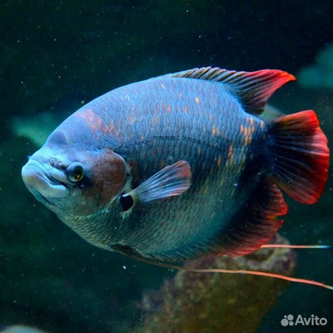 Гурами гигантский краснохвостый (Osphronemus lati