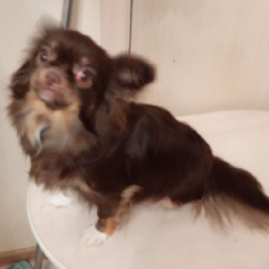 Чихуахуа, взрослая собака