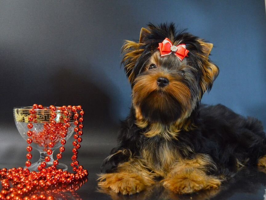 Красивая девочка с документами РКФ