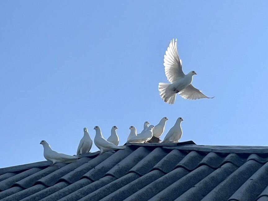 Голуби