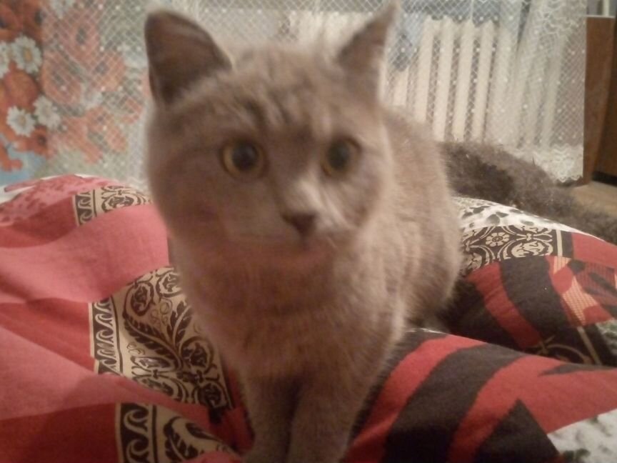Отдам хозяину либо в добрые руки