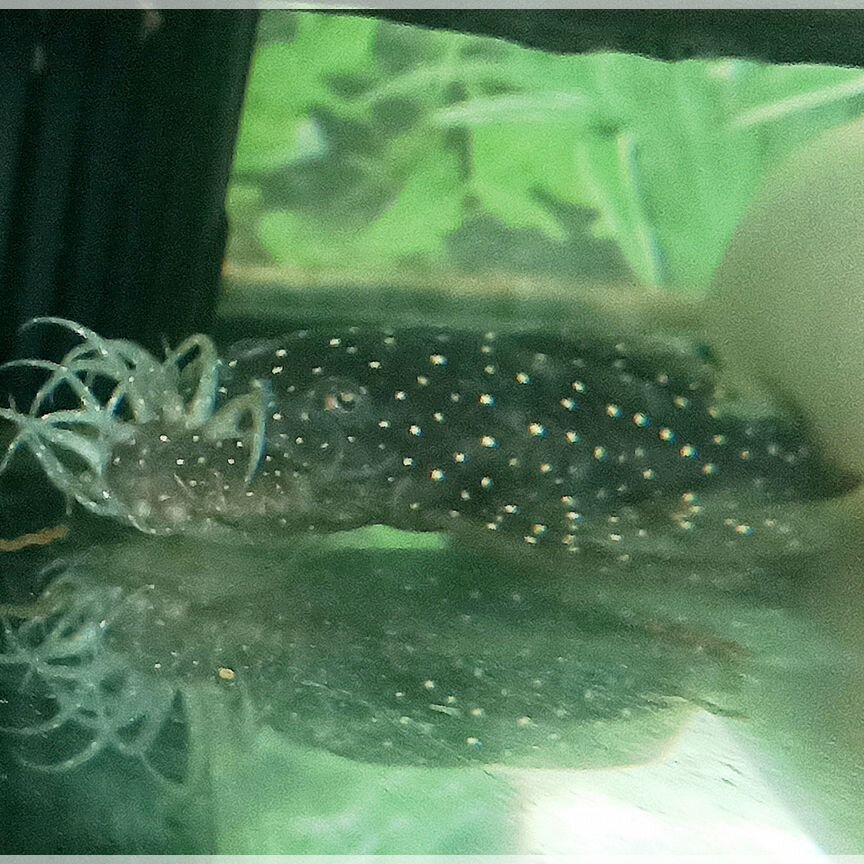 Гипанциструс брильянтовый L184