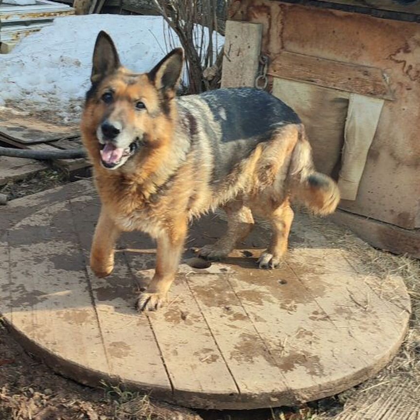 Немецкая овчарка, взрослая собака