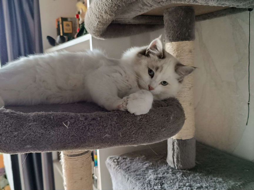 Кошечка 5 мес. в добрые руки