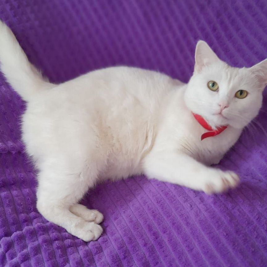 Снежа ищет дом