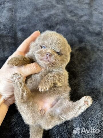 Лиловая и коричневая девочки померанский шпиц