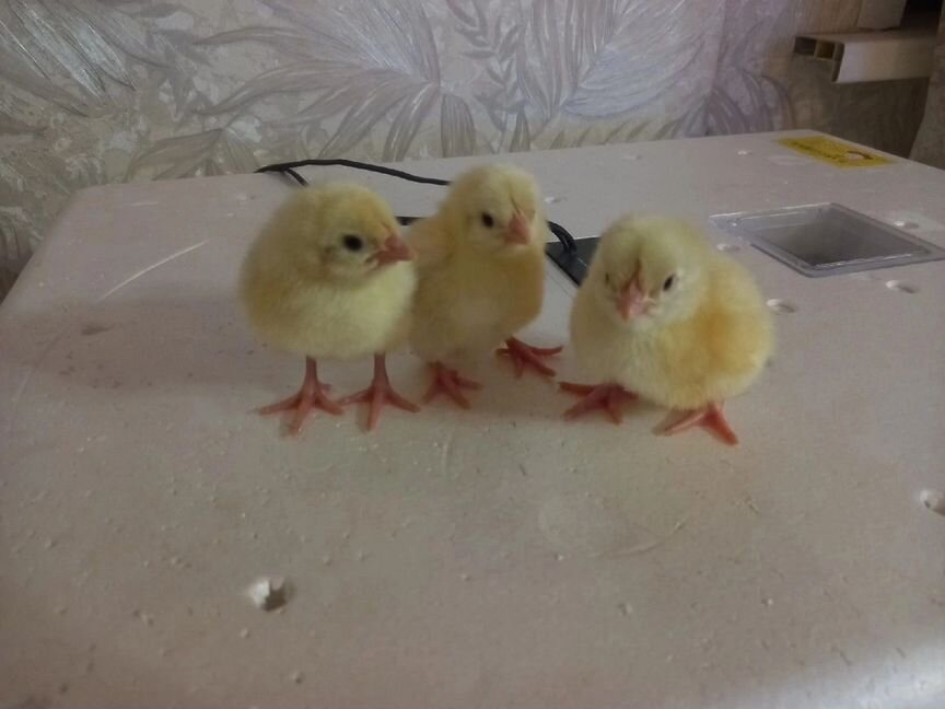 Цыплята бройлеры суточные оптом