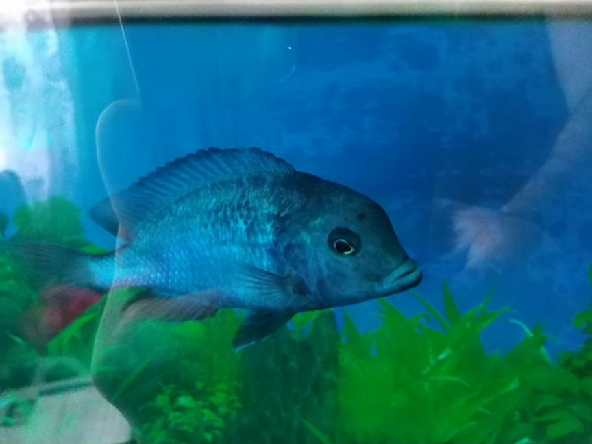 Аквариумные рыбки