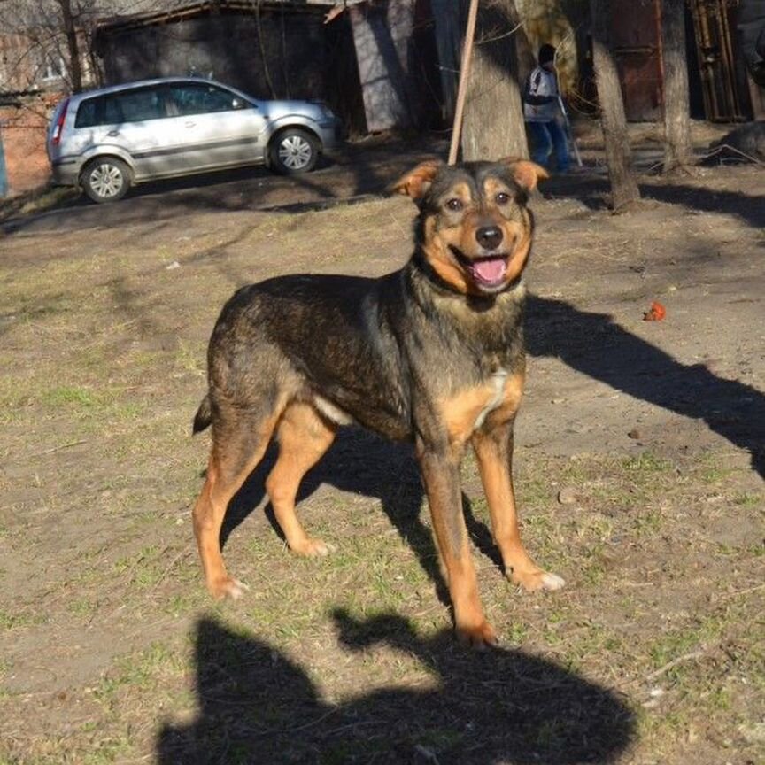 Отдам молодого кобелька. Ниже среднего