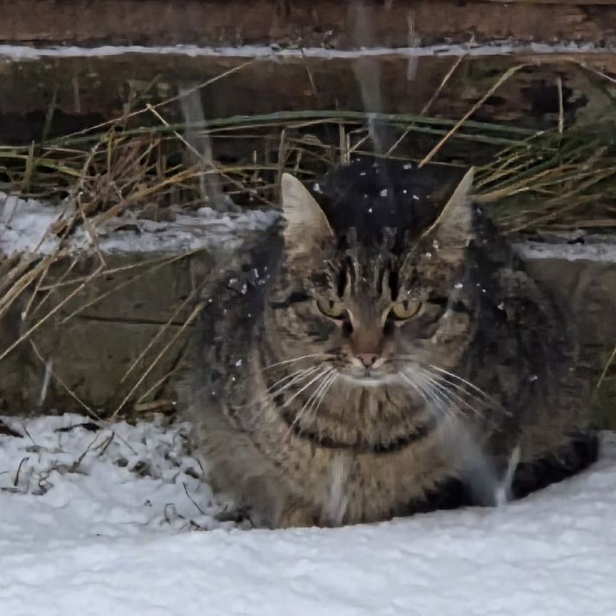 Взрослая, Девочка кошка в добрые руки