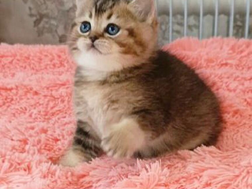 Шотландские котомалыши беби-фейс