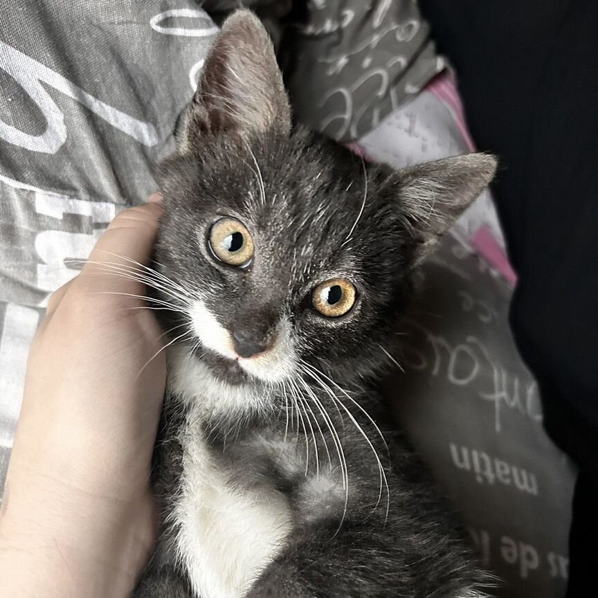 Котята в добрые руки бесплатно