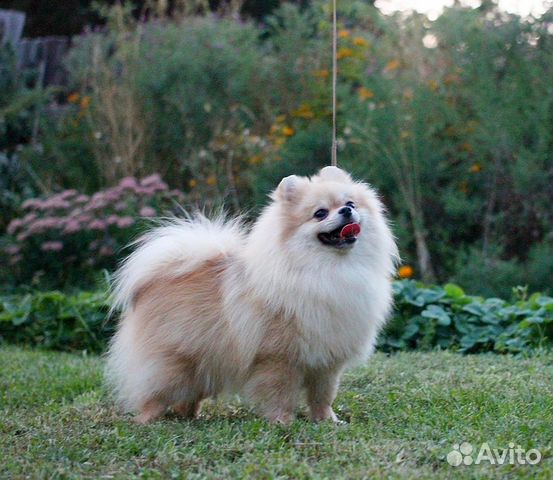 Взрослая кремовая померанка