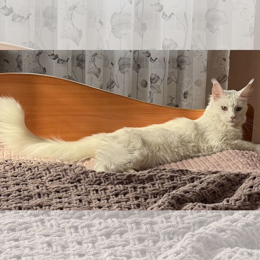 Мейн-кун котёнок