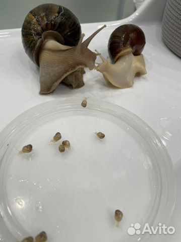 Ахатина фулика