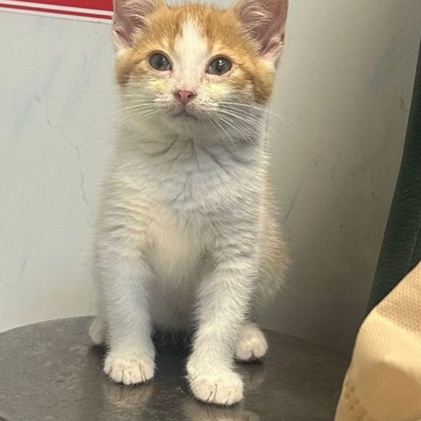 Котенок спасеныш ищет родителей