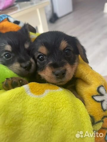 Йокширский терьер