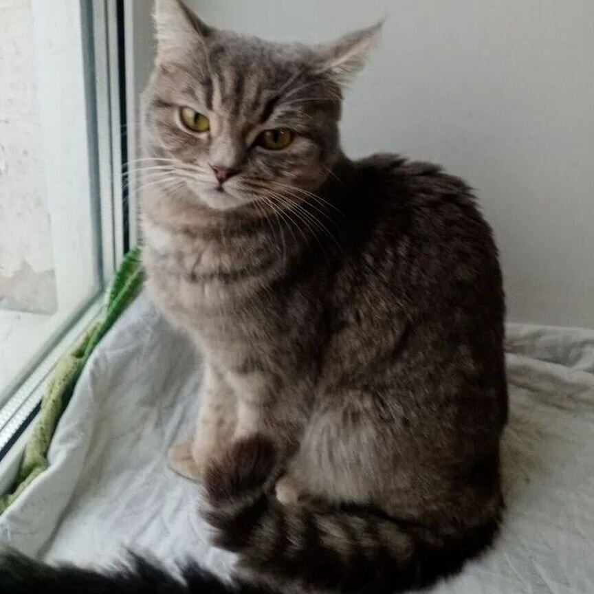 Взрослая, кошка в добрые руки